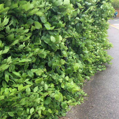 Hedge Hornbeam (Carpinus betulus) 3 Litre Potted Plant x 1