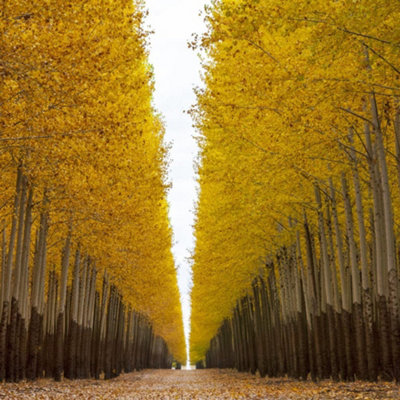 Hedge Lombardy Poplar (Populus nigra Italica) 1 Bare Root Plant