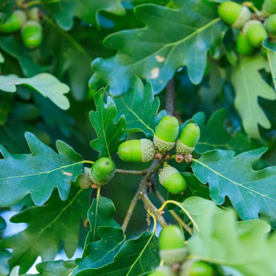 Hedge Oak (Quercus robur) Dense Native Hedging, Wildlife Friendly ...