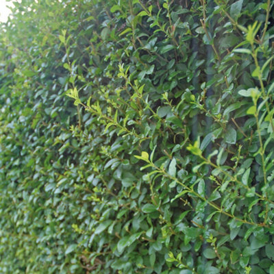 Hedge Privet (Ligustrum ovalifolium) 1 Bare Root Plant