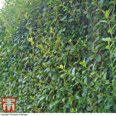 Hedge Privet (Ligustrum ovalifolium) 25 Bare Roots