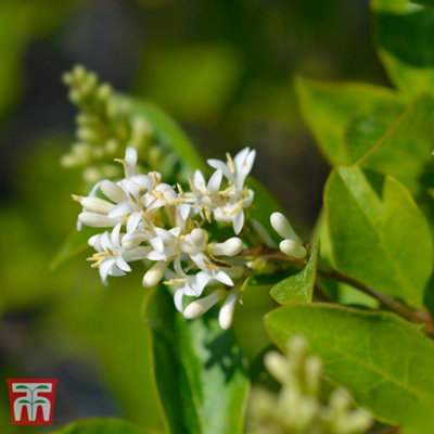 HEDGE PRIVET (LIGUSTRUM OVALIFOLIUM) 25 BARE ROOTS