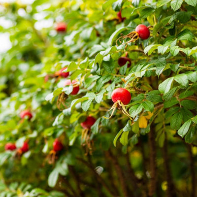 Hedge Ramanas Rose (Rosa rugosa) 10 Bare Root Plants