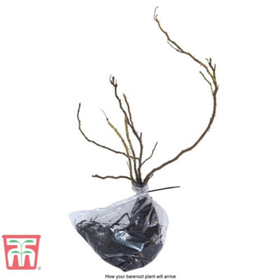 Hedge Ramanas rose White (Rosa rugosa alba) 10 bare root plants