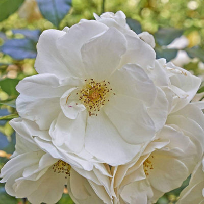 Hedge White Ramanas Rose (Rosa rugosa alba) 1 Bare Root Plant