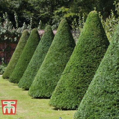 Hedge Yew (Taxus baccata) 10 Bare Roots