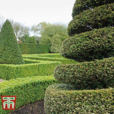 Hedge Yew (Taxus baccata) 10 Bare Roots