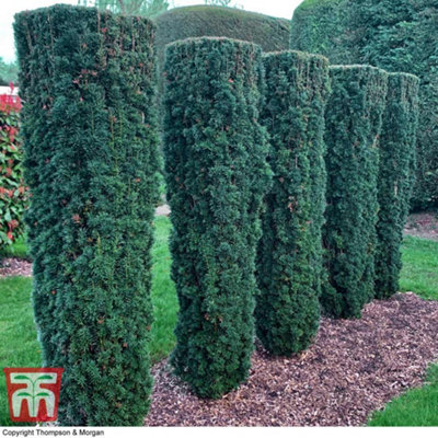 Hedge Yew (Taxus baccata) 10 Bare Roots