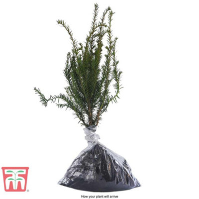 Hedge Yew (Taxus baccata) 10 Bare Roots