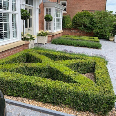 Buy Hedges Direct Box 20cm Height Evergreen Hedge Plant at B&Q