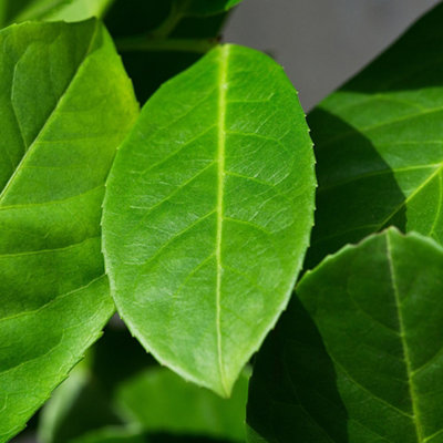 Hedges Direct Cherry Laurel 1.5m Height Evergreen Hedge Plant