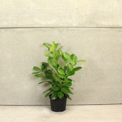 Hedges Direct Cherry Laurel 40cm Height Evergreen Hedge Plant