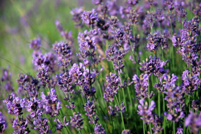 HEDGES DIRECT DWARF LAVENDER 10CM GARDEN SHRUB