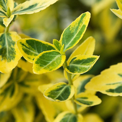Hedges Direct Euonymus 'Emerald & Gold' 20cm Height Evergreen Hedge Plant
