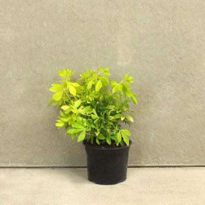 Hedges Direct Golden Mexican Orange Blossom 30cm Height Evergreen Hedge ...
