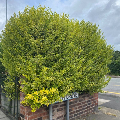 Hedges Direct Golden Privet 40cm Height Evergreen Hedge Plant