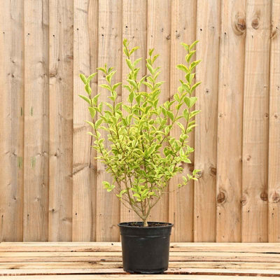 Hedges Direct Golden Privet 40cm Height Evergreen Hedge Plant