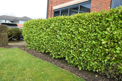 Hedges Direct Griselinia 1m Height Evergreen Hedge Plant | DIY at B&Q