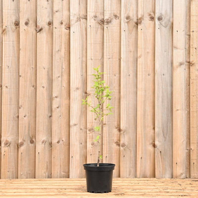 Hedges Direct Hawthorn 40cm Height Native Hedge Plant