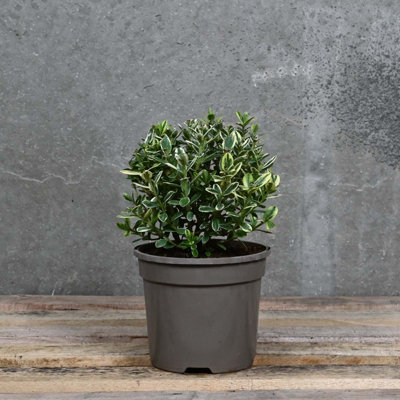 Hedges Direct Hebe 'Lime Zest' Garden Shrub