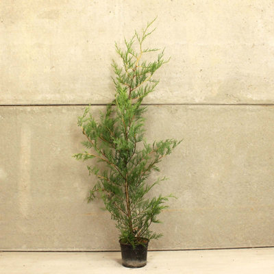 Hedges Direct Leylandii 1m Height Evergreen Hedge Plant