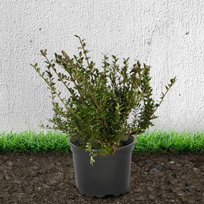 Hedges Direct Lonicera nitida 30cm Height Evergreen Hedge Plant