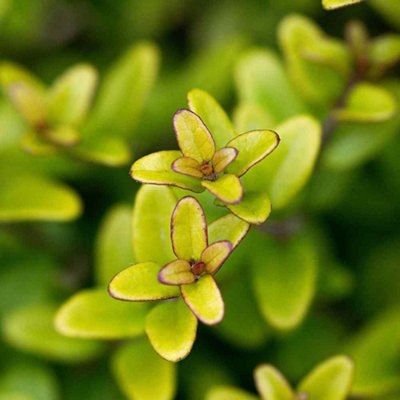 Hedges Direct Lonicera nitida 'Baggesen's Gold' 30cm Height Evergreen ...