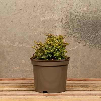 Hedges Direct Lonicera nitida 'Baggesen's Gold' 30cm Height Evergreen ...