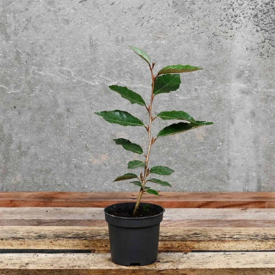 Hedges Direct Oleaster 20cm Starter Plants Pack of 6 | DIY at B&Q