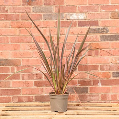 Hedges Direct Phormium 'Rainbow Queen' 3L Garden Shrub at B&Q