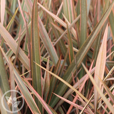 Hedges Direct Phormium 'Rainbow Queen' 3L Garden Shrub