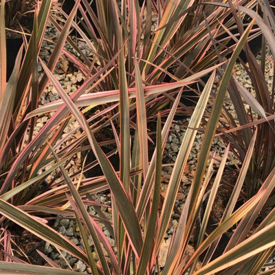 Hedges Direct Phormium 'Rainbow Queen' 3L Garden Shrub