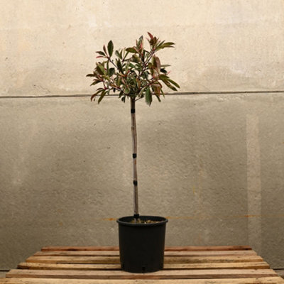 Hedges Direct Photinia 'Pink Marble' Topiary Mini Standard | DIY at B&Q