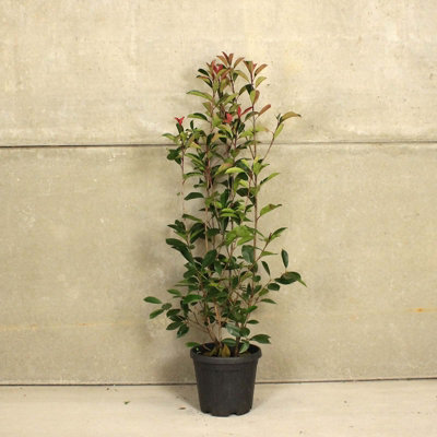 Hedges Direct Photinia Red Robin 1m Height Evergreen Hedge Plant