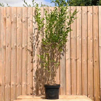 Hedges Direct Privet 1.5m Height Native Hedge Plant