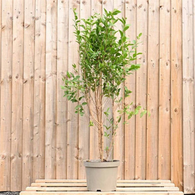 Hedges Direct Privet 1m Height Native Hedge Plant