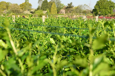 Hedges Direct Privet 1m Height Native Hedge Plant