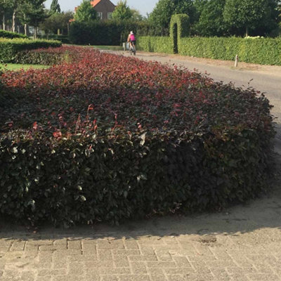 Hedges Direct Purple Beech 70cm Height Native Hedge Plant | DIY at B&Q