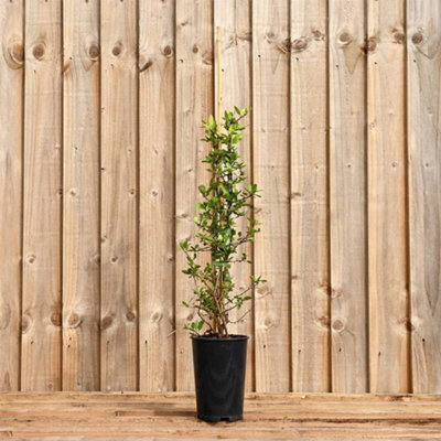 Hedges Direct Pyracantha Red 60cm Height Evergreen Hedge Plant