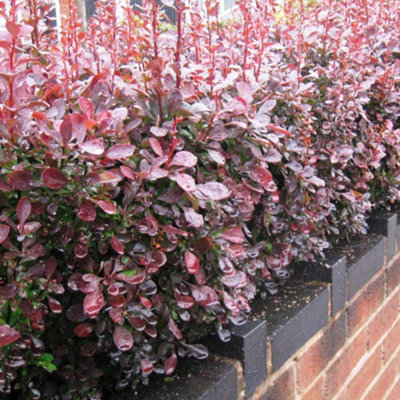 Hedges Direct Red Berberis 40cm Height Evergreen Hedge Plant | DIY at B&Q