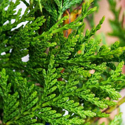 Buy Hedges Direct Western Red Cedar 1.25m Height Evergreen Hedge Plant ...