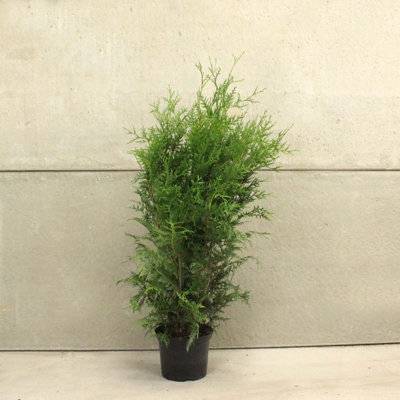 Buy Hedges Direct Western Red Cedar 1.25m Height Evergreen Hedge Plant ...