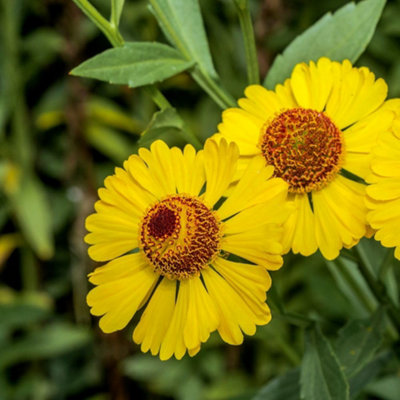 Helenium autumnale Yellow Flowers Cottage Garden Perennial Pollinator ...