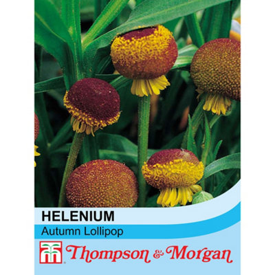 Helenium Puberulum Autumn Lollipop 1 Seed Packet (80 Seeds)