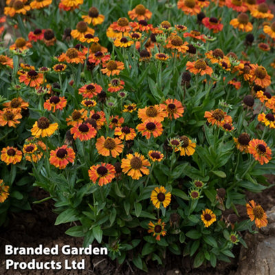 Helenium Short N Sassy 3 Litre Potted Plant x 1