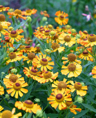 Helenium Tie Dye - 3 x 9cm pots
