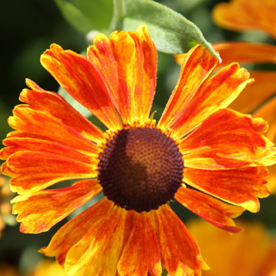 HELENIUM WALTRAUT SNEEZEWEED 9CM POT PERENNIAL PLANT