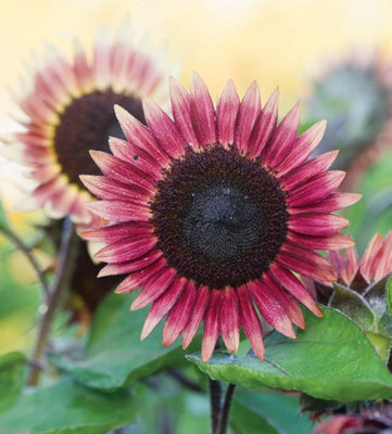Helianthus annus Sunflower Ms Mars 1 Seed Packet (18 Seeds) | DIY at B&Q