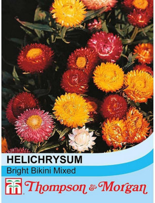 Helichrysum Monstrosum Bright Bikini Mixed 1 Packet (200 Seeds) | DIY ...