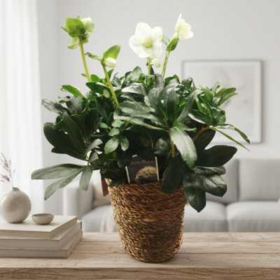 Hell 10 Seagrass Mand Pot size 17 Cm Height 30 Christmas rose Indoor ...